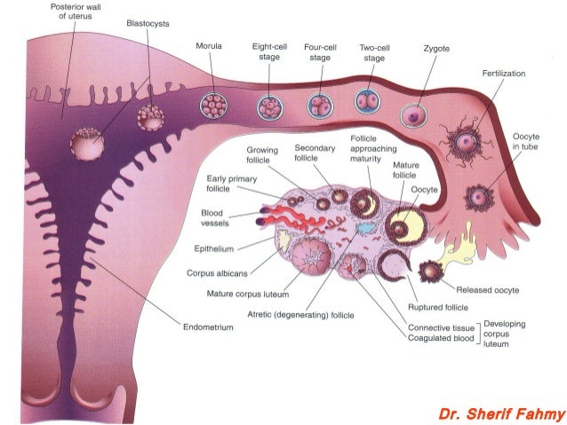 Fertilization To Implantation Timeline