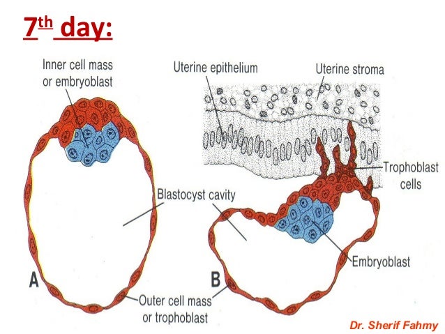Implantation (General Embryology)