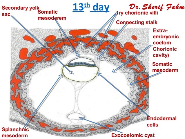 Implantation (General Embryology)