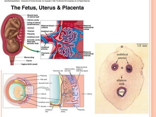 Implantation and placentation , and overview | PDF
