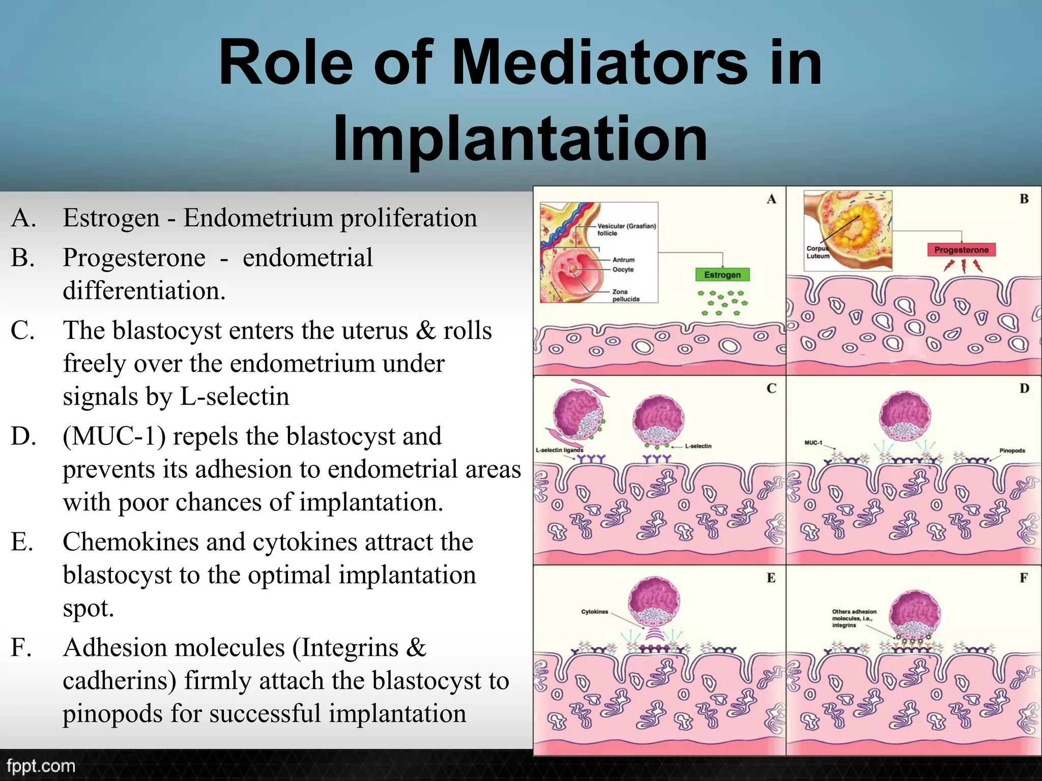 Implantation | PPT
