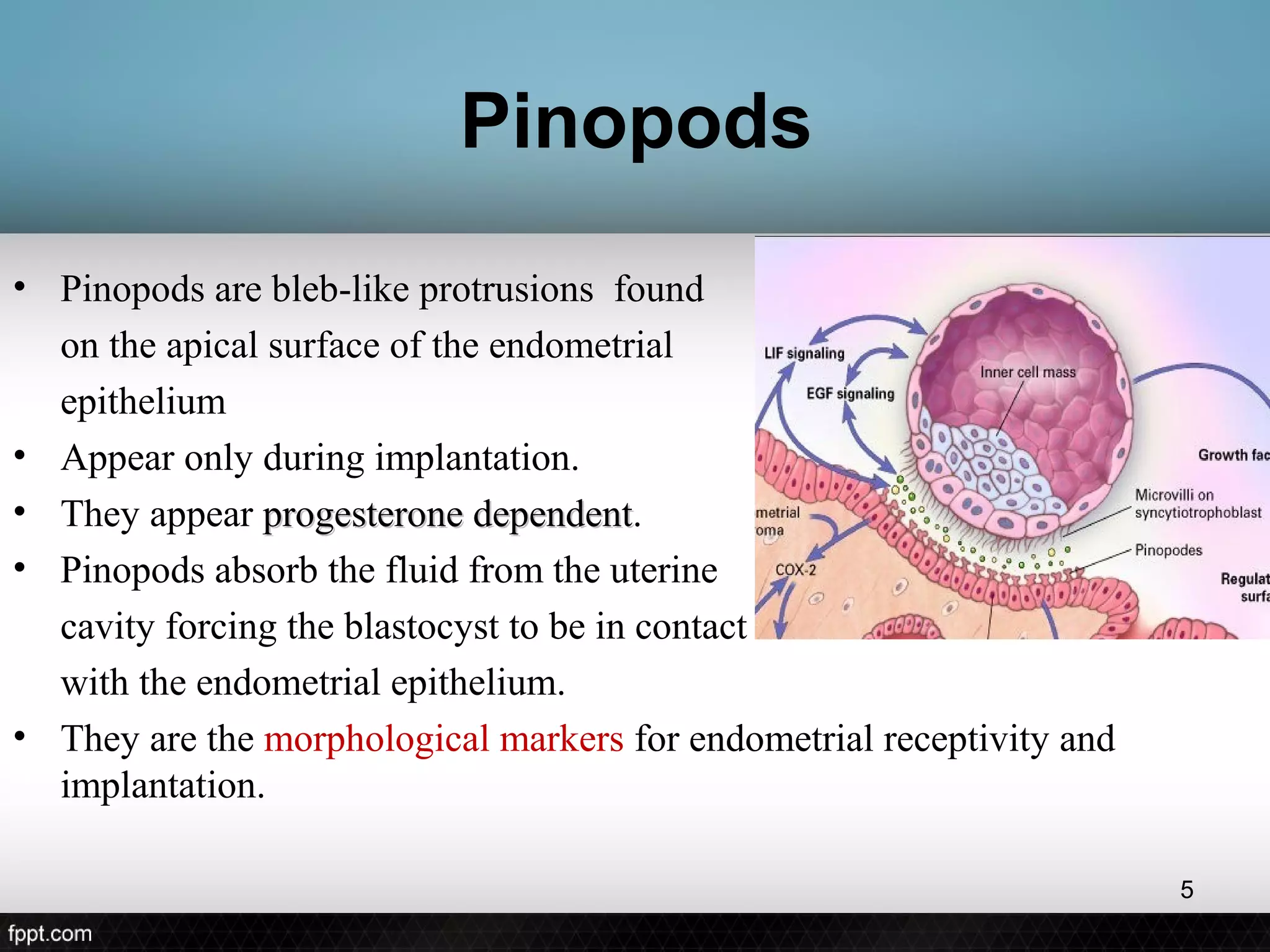 Implantation | PPT