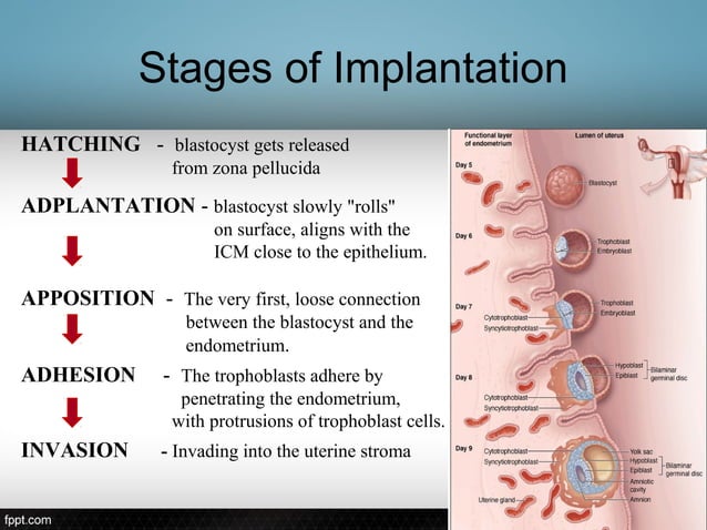 Implantation | PPT | Infertility | Reproductive Health