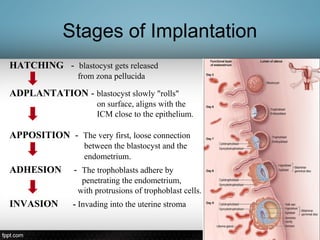 Implantation | PPT | Infertility | Reproductive Health