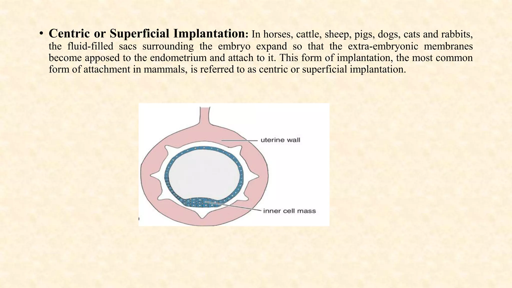 Implantation in mammals | PDF