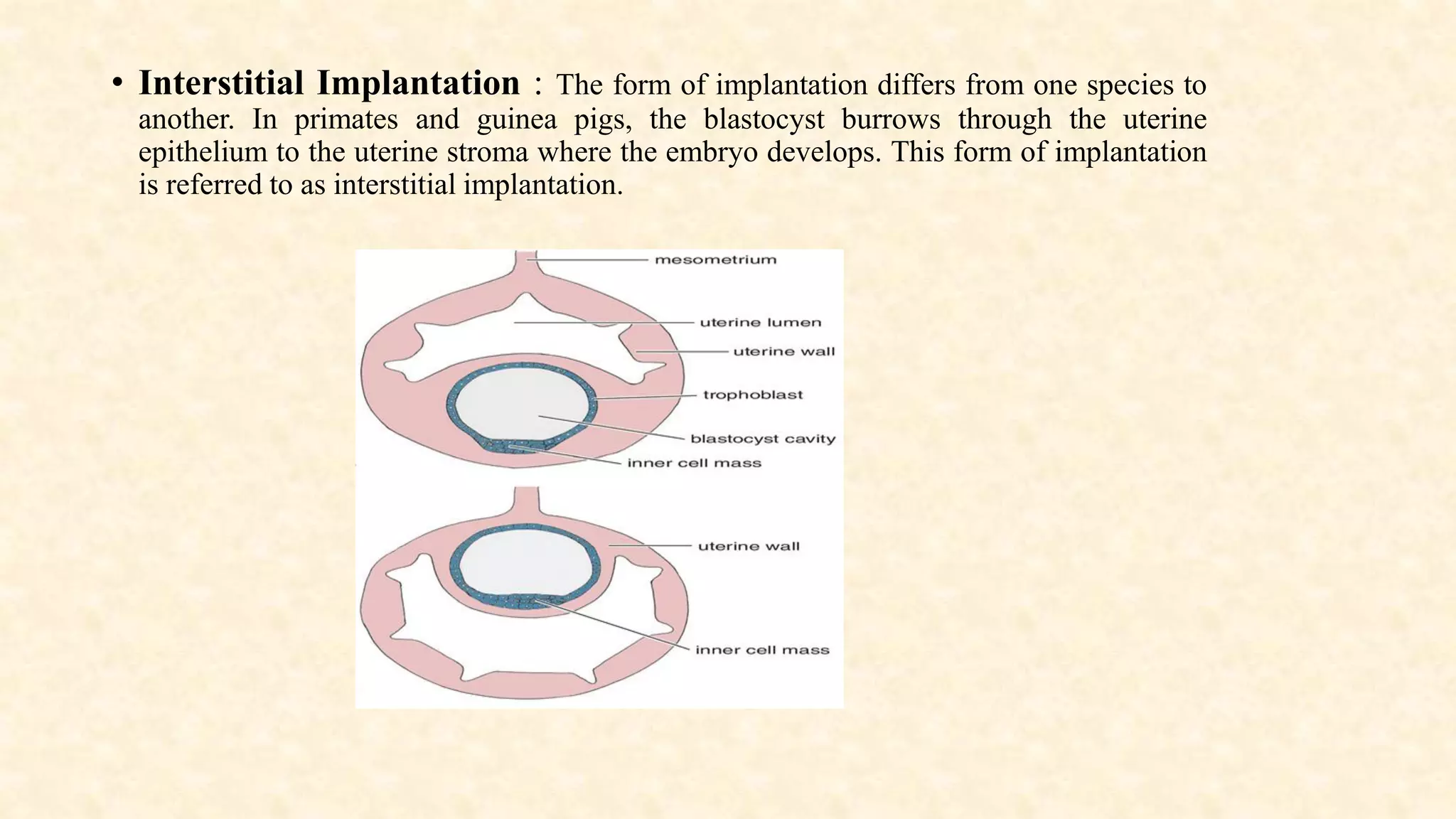 Implantation in mammals | PDF