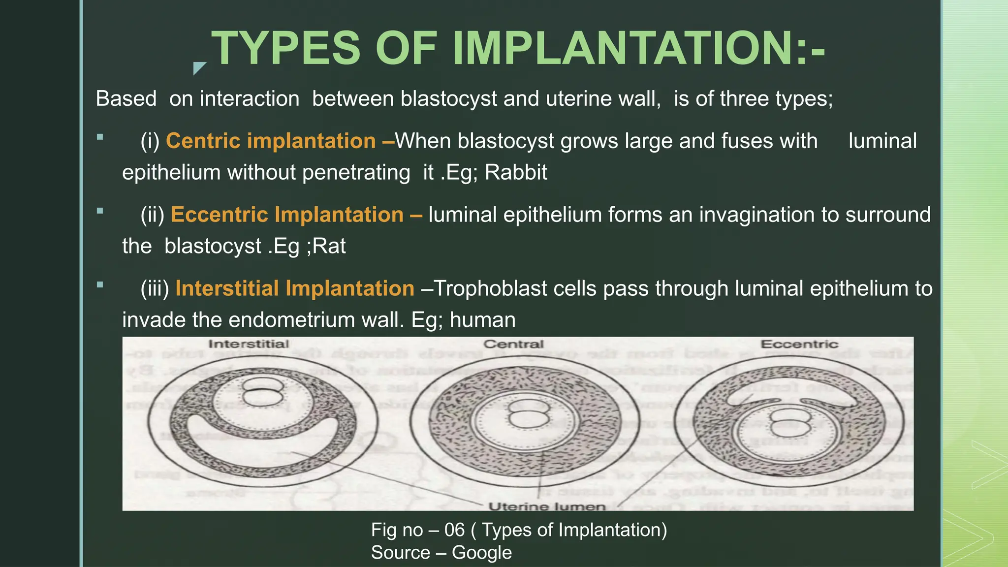 IMPLANTATION....pptx Fertilization & Implantation | PPT