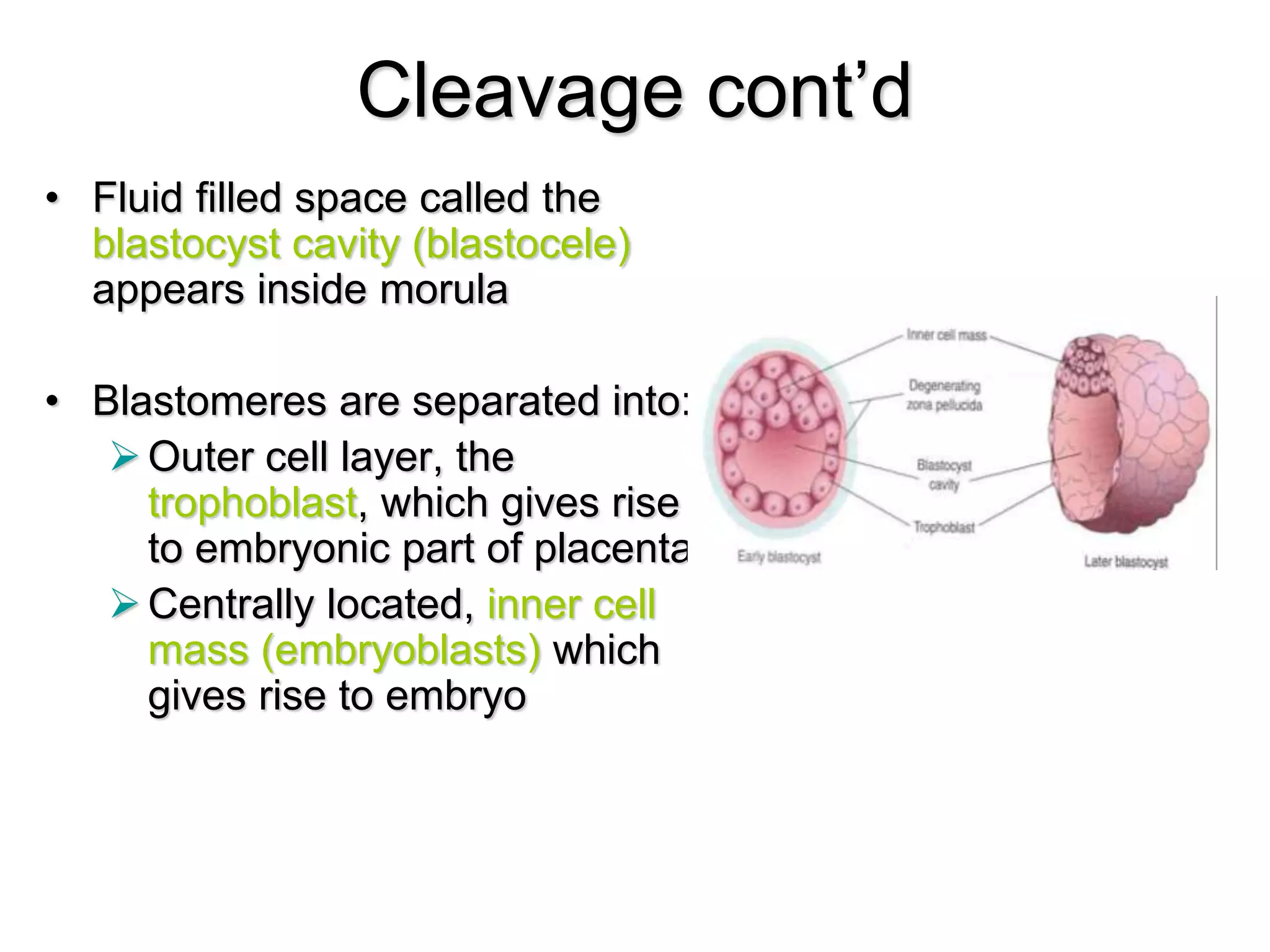 Implantation,conception, development of placenta.ppt