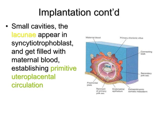 Implantation,conception, development of placenta.ppt