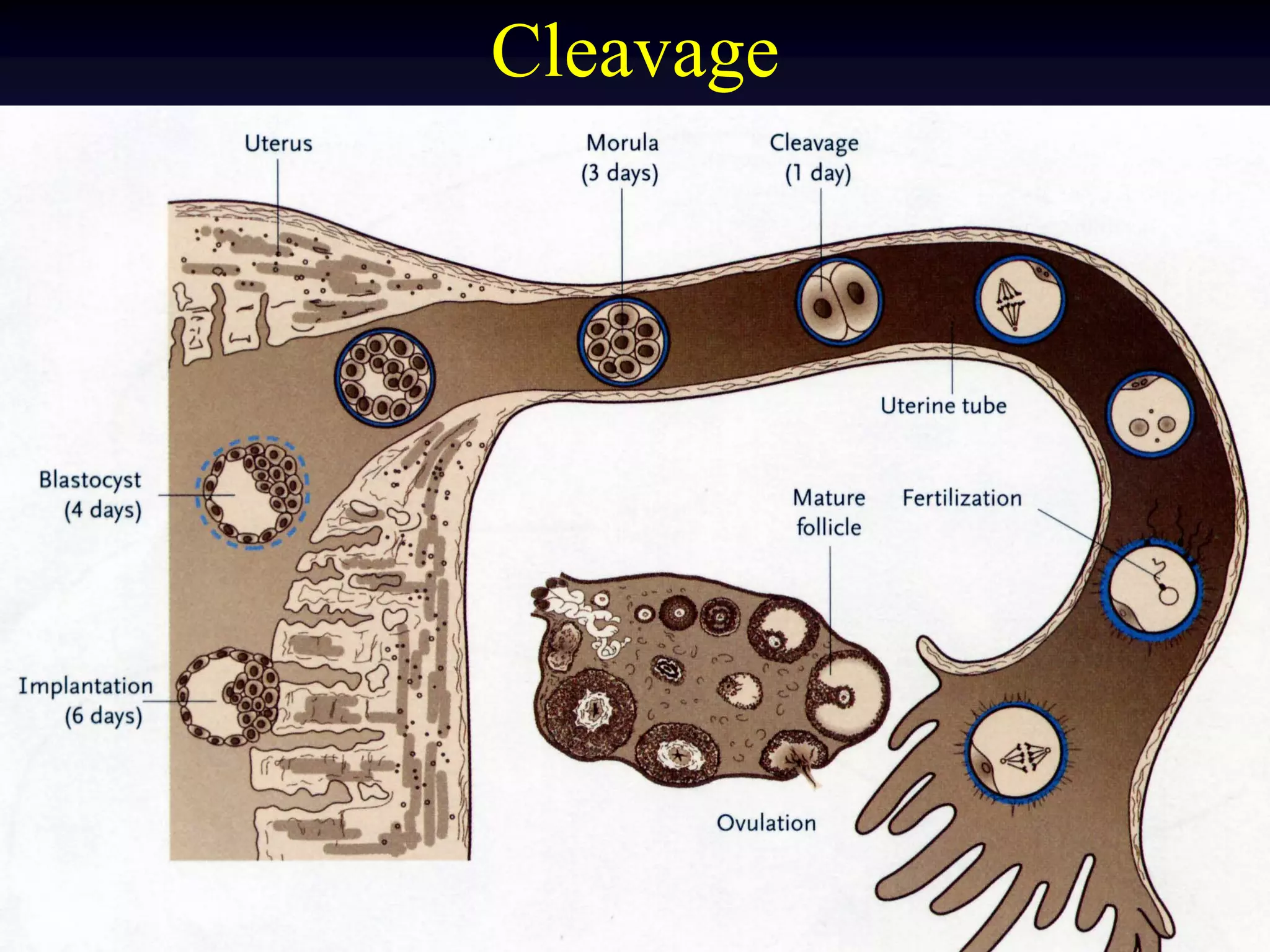 Implantation of embryo 3 | PPT | Free Download