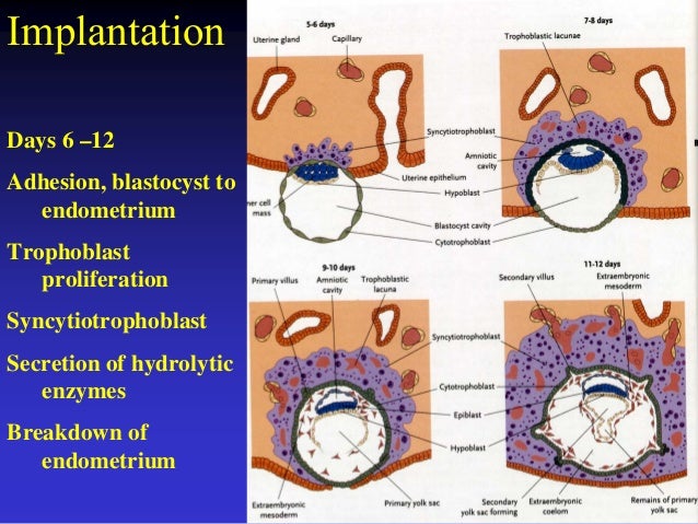 Implantation of embryo 3