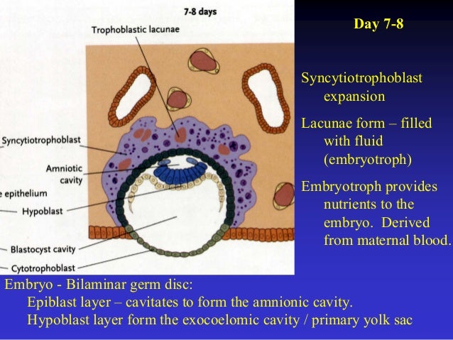 Implantation of embryo 3