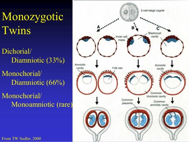 Implantation of embryo 3