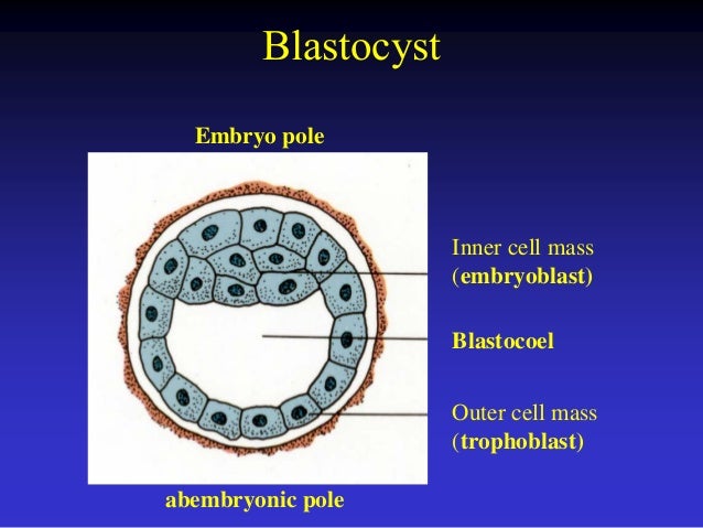Implantation of embryo 3