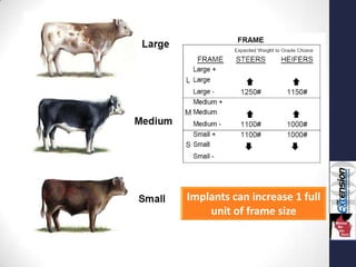 Implants Considerations for Beef Production | PPTX