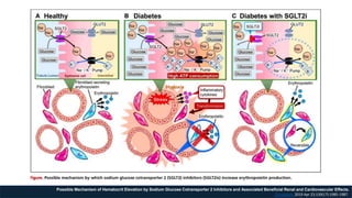 Implicaciones clinicas de los ISGLT2. Clinical implications of ISGLT2 ...