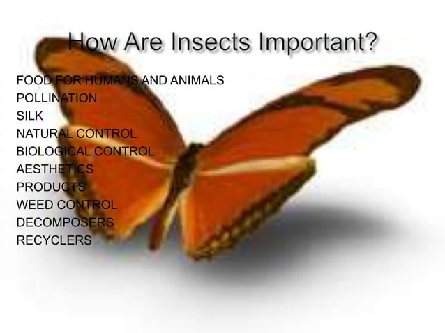 Imp of insects | PPT