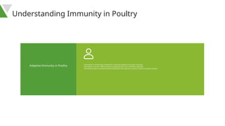 Importance of vaccination for long immunity in poultry.pptx