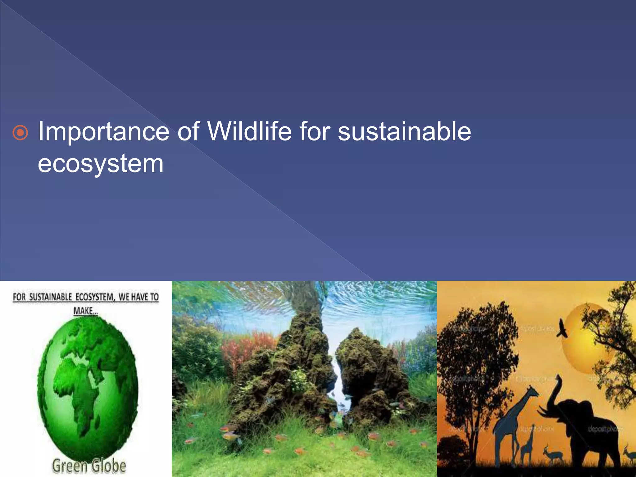 Imp of wildlife in sustainability | PPTX
