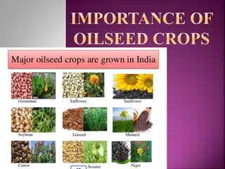 Imp oil crops | PPTX