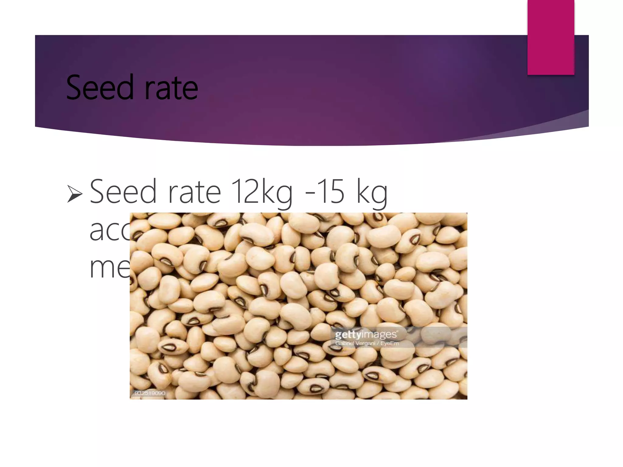 Importance and production technology of cowpea | PPTX | Agriculture ...