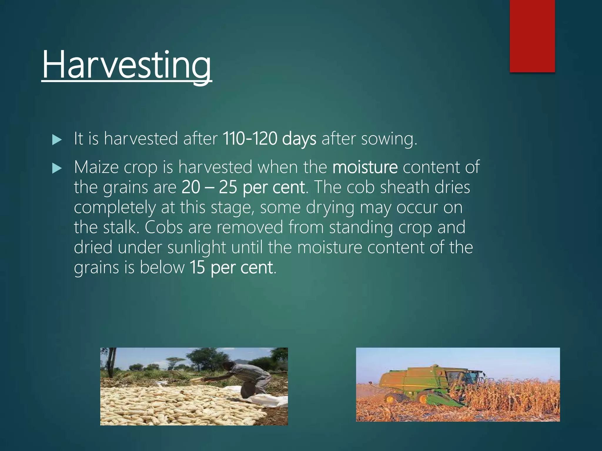 Importance and production technology of maize / | PPTX