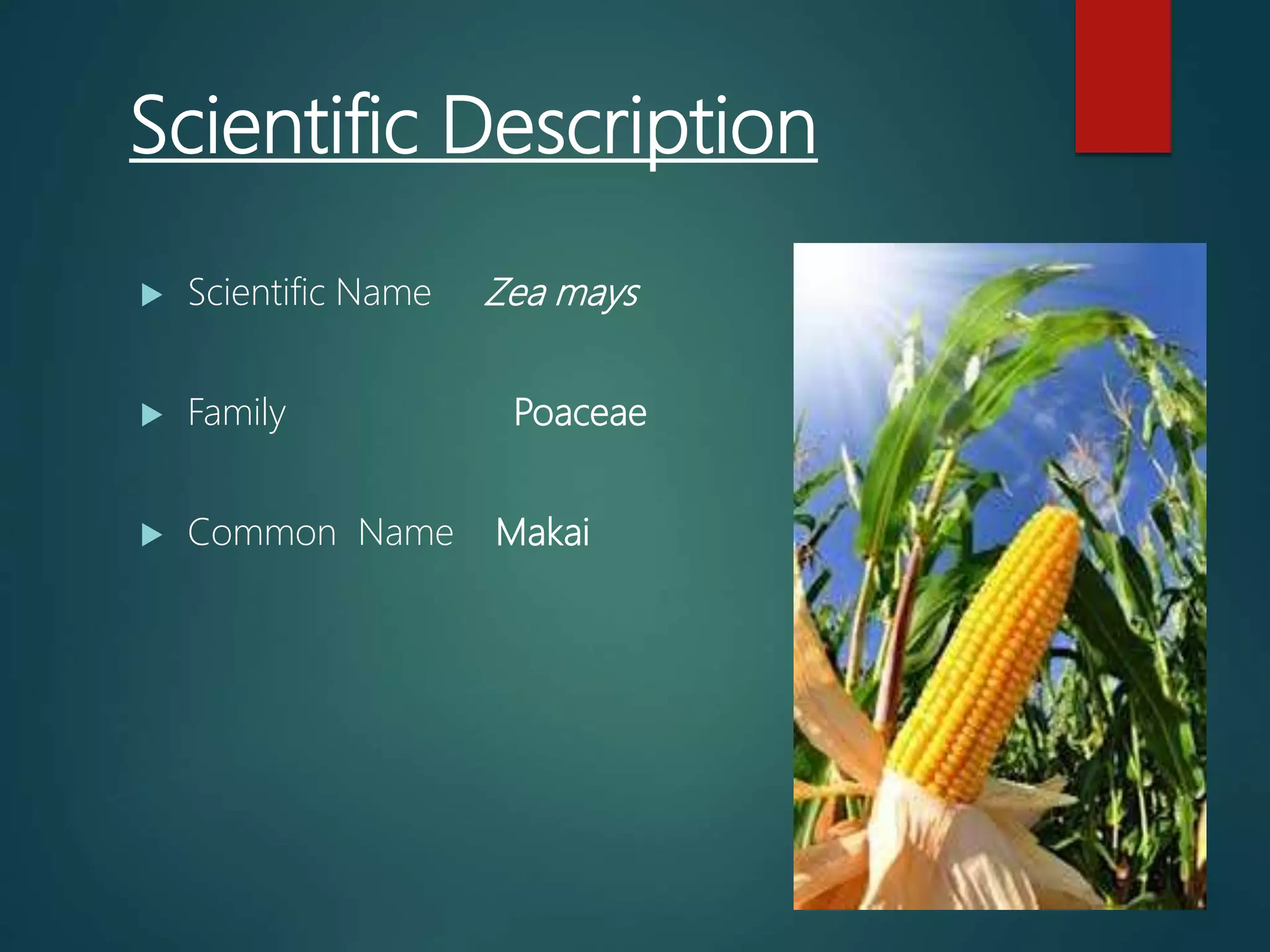 Importance and production technology of maize / | PPTX