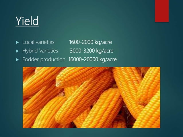 Importance and production technology of maize / | PPTX | Agriculture ...