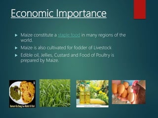 Importance and production technology of maize / | PPTX