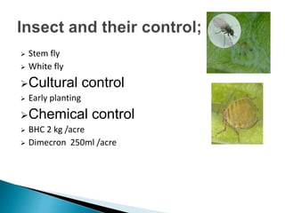 Importance and production technology of soyabean | PPTX