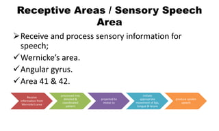 Importance & correlation of hearing mechanism in the development of ...