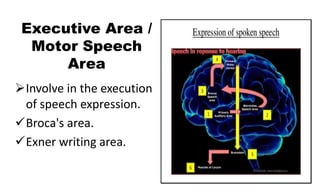 Importance & correlation of hearing mechanism in the development of ...