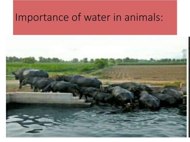 Importance of water | PPTX