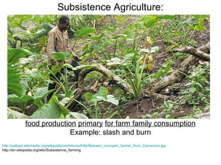 Importance of agriculture 2 | PPT | Agriculture | Industries