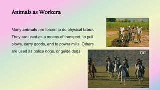 Importance of animals | PPTX