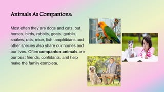 Importance of animals | PPTX