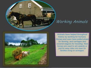 Importance of animals | PPTX