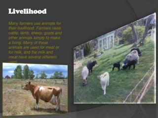 Importance of animals | PPT