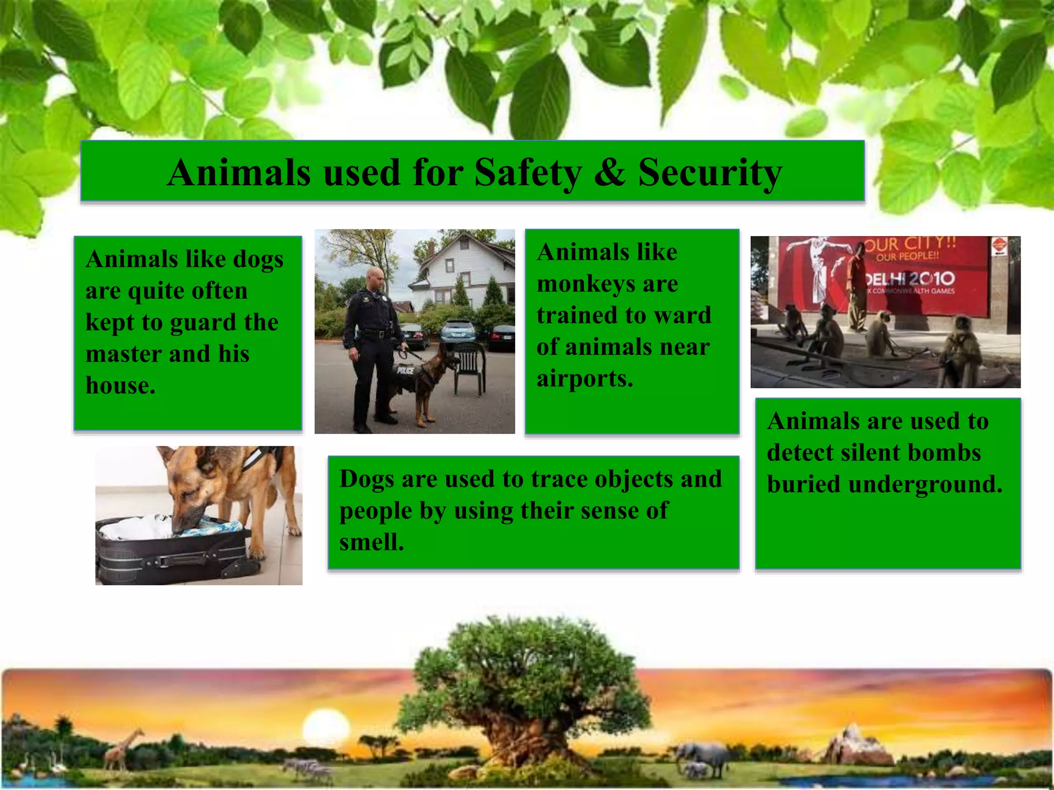 Importance of Animals in Human Life | PPTX