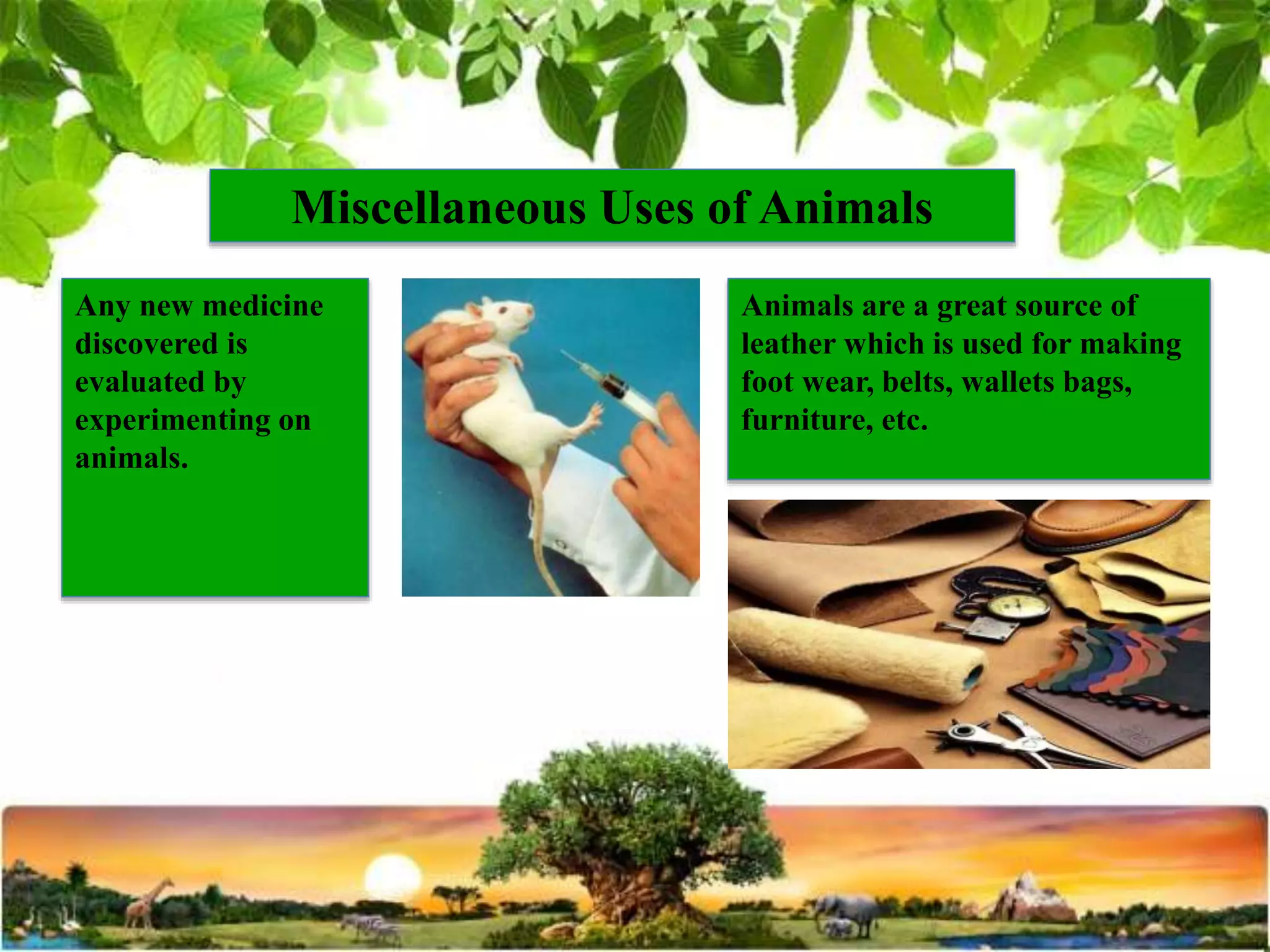 Importance of Animals in Human Life | PPTX