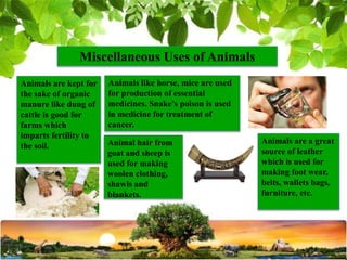 Importance of Animals in Human Life | PPTX
