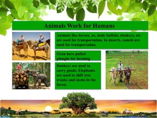 Importance of Animals in Human Life | PPTX