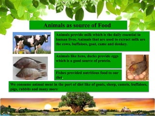 Importance of Animals in Human Life | PPTX