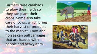 Importance of Animals to Human | PPTX