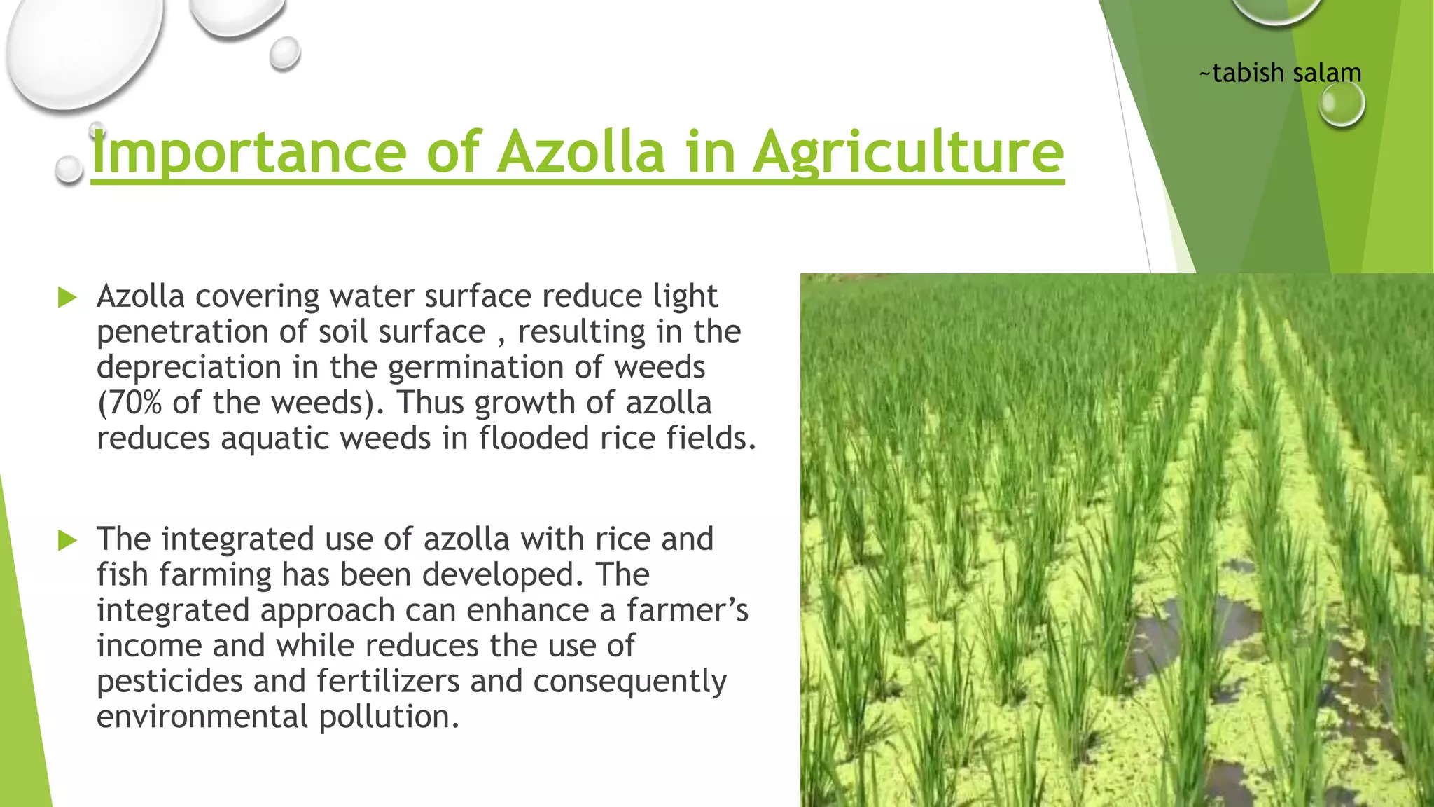 Importance of Azolla & Mycorrhiza in Agriculture | PPTX
