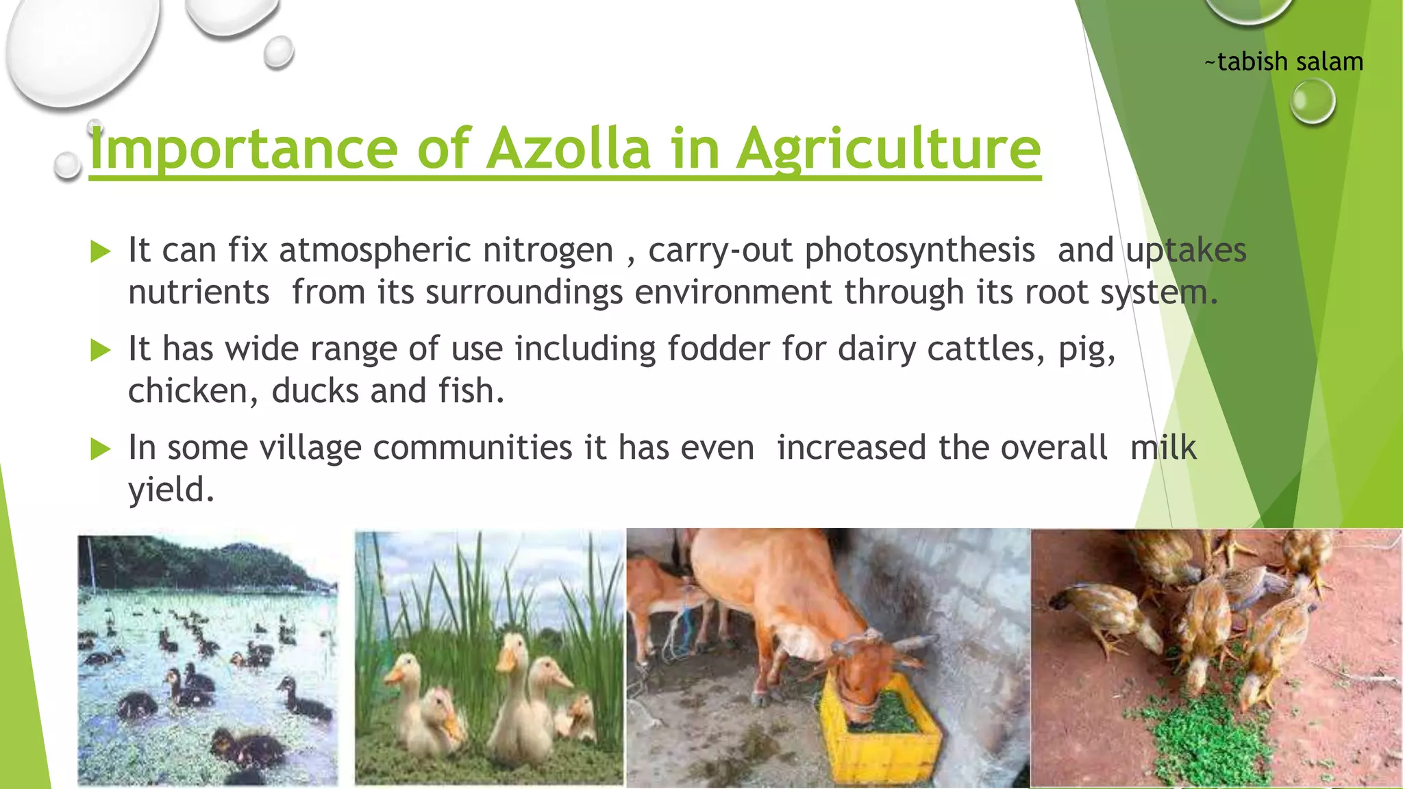Importance of Azolla & Mycorrhiza in Agriculture | PPTX