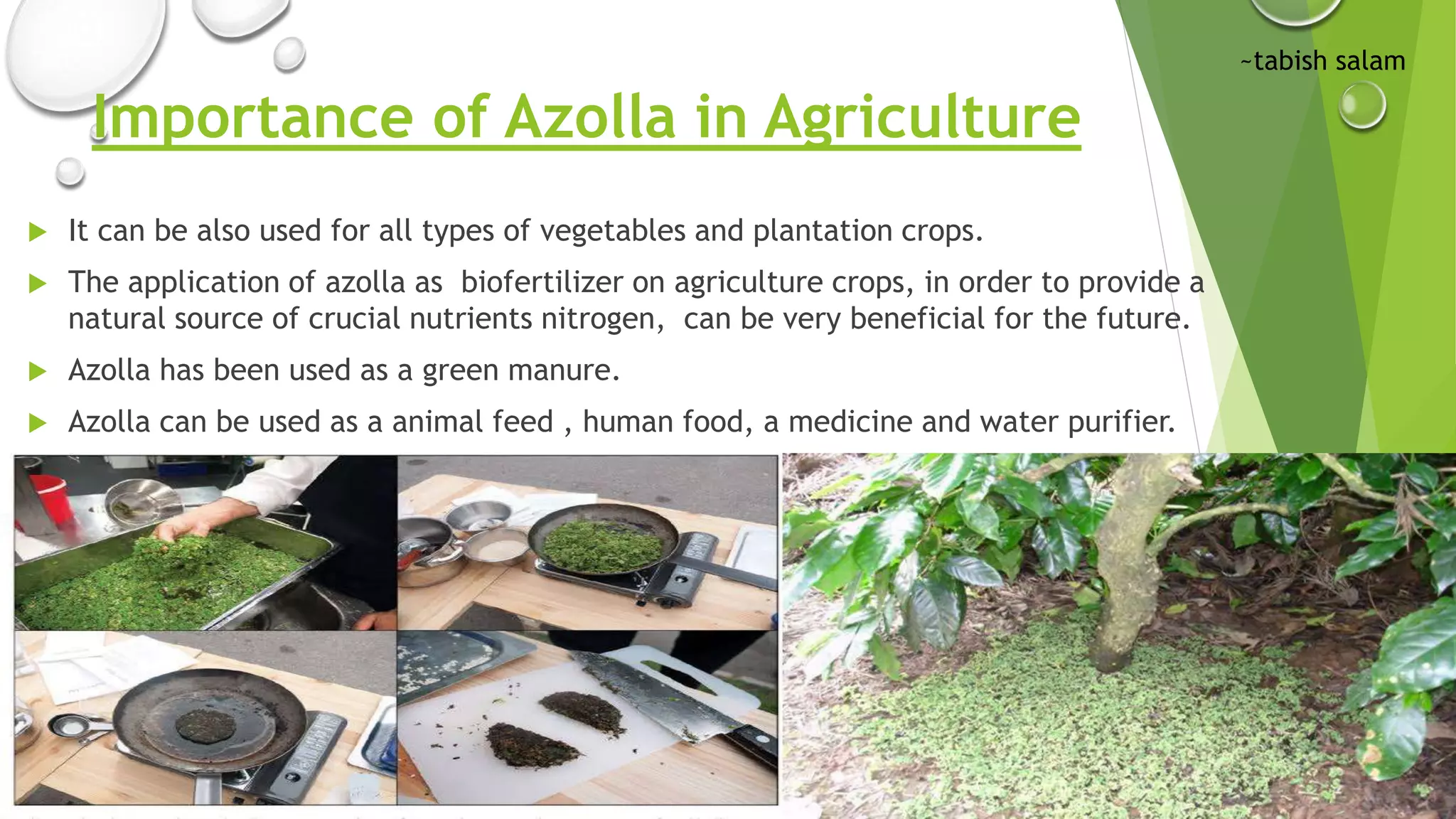 Importance of Azolla & Mycorrhiza in Agriculture | PPTX