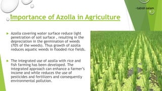 Importance of Azolla & Mycorrhiza in Agriculture | PPTX