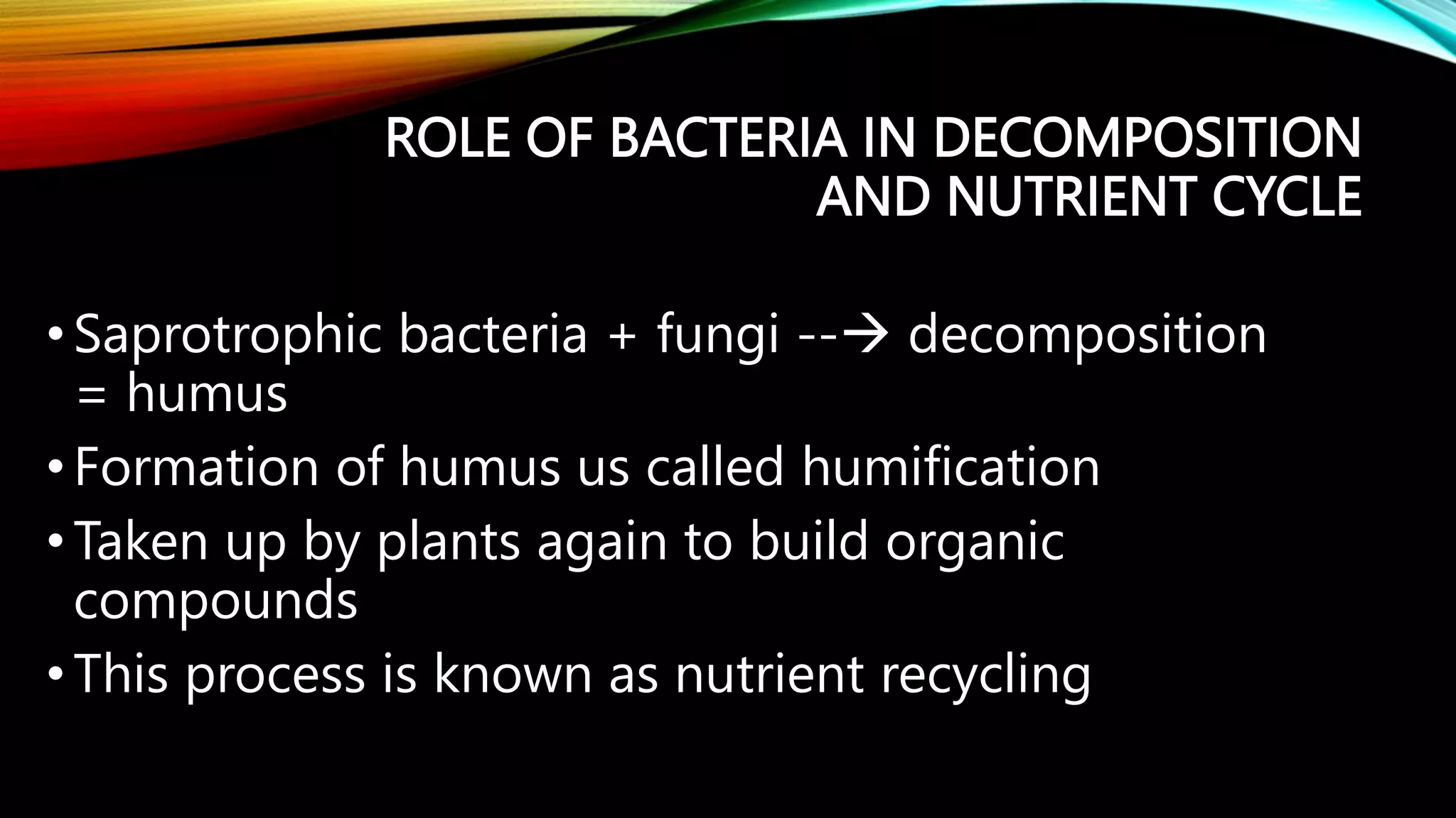 importance of bacteria 🦠.pptx