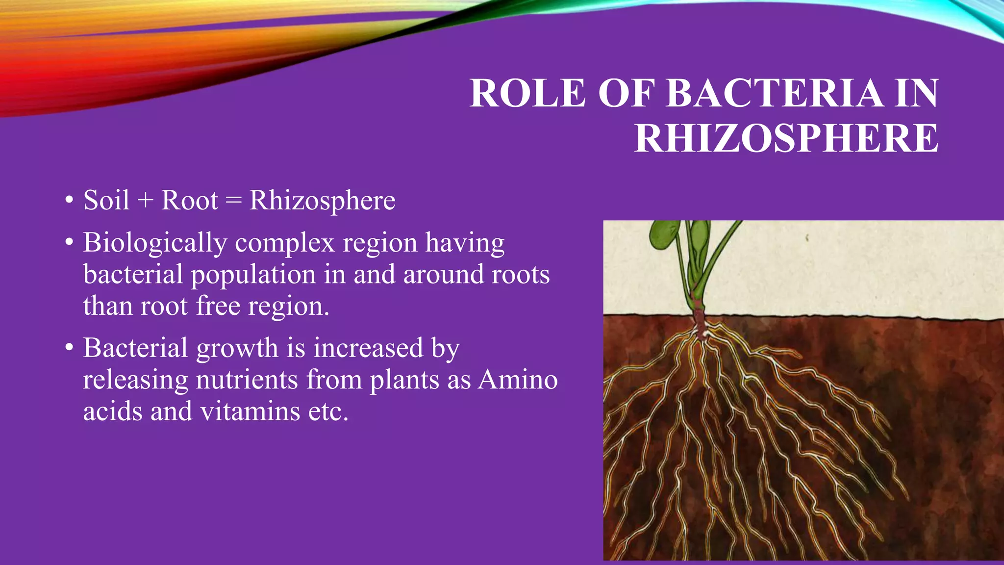 importance of bacteria 🦠.pptx